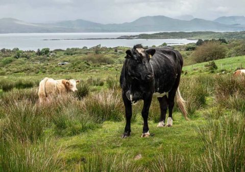 About Amantha - Amantha Murphy